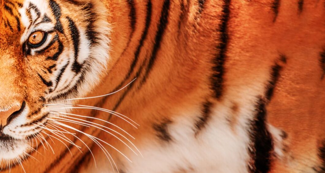 70 Most Astonishing Facts About Tigers | Inspirationfeed