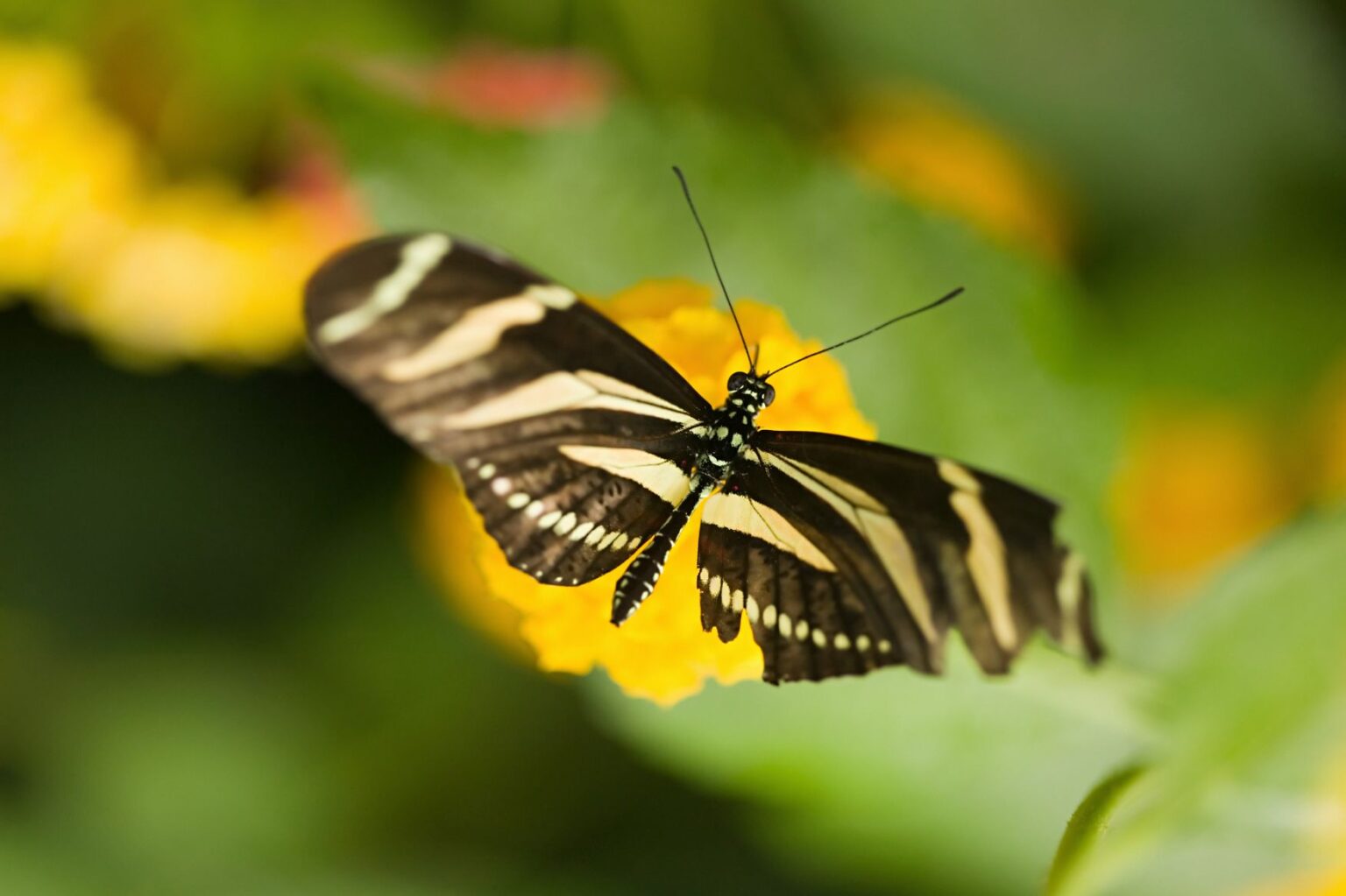 70 Amazing Butterfly Facts You Didn't Know | Inspirationfeed