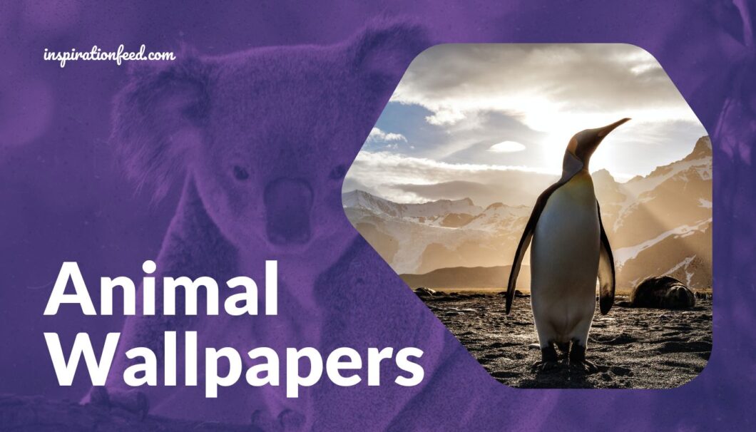 55 Stunning Wildlife and Animal Wallpapers for All Animal Lovers ...