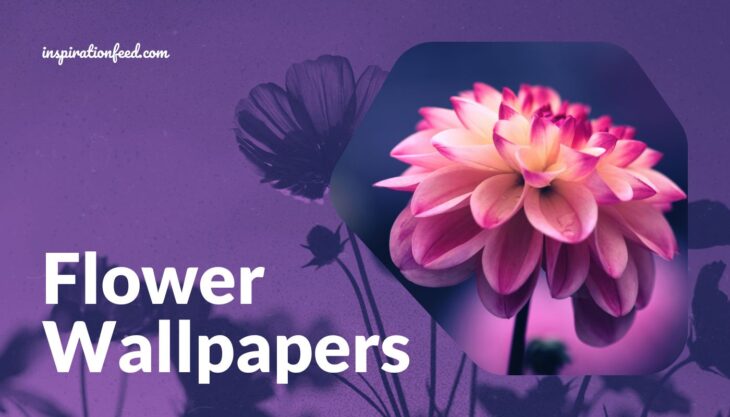 75 Gorgeous Flower Wallpapers You Will Fall in Love With | Inspirationfeed