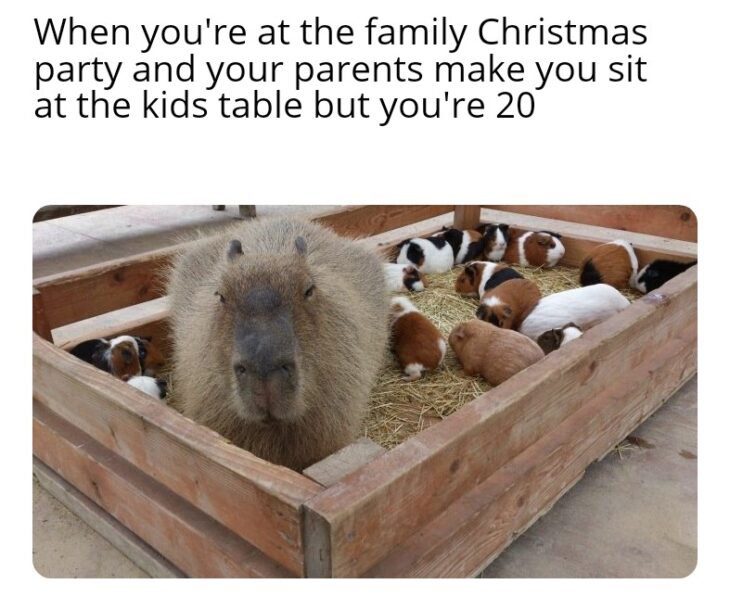 20 Capybara Memes To Make You Smile | Inspirationfeed