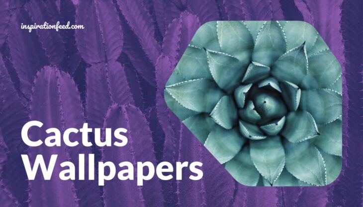 40 Gorgeous Cactus Wallpapers to Use as Your Background | Inspirationfeed