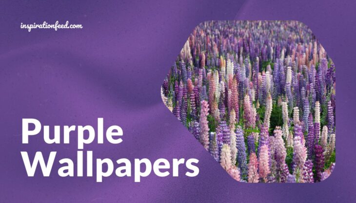 60 Great Purple Wallpapers For Your Desktop & Smartphone | Inspirationfeed