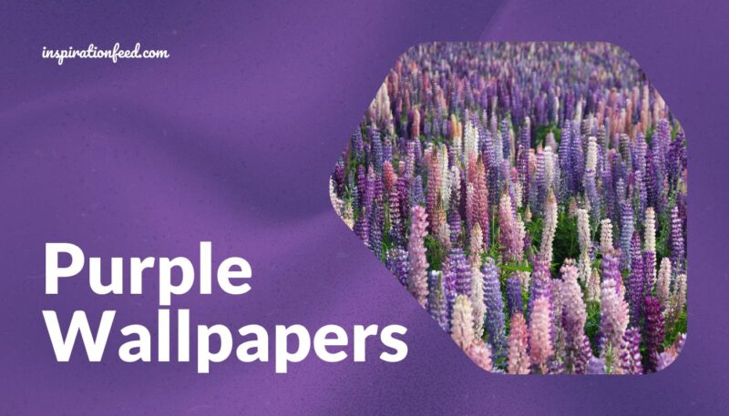 60 Great Purple Wallpapers For Your Desktop & Smartphone | Inspirationfeed