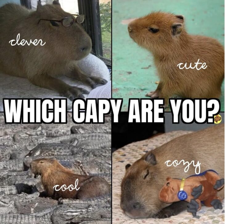 20 Capybara Memes To Make You Smile | Inspirationfeed