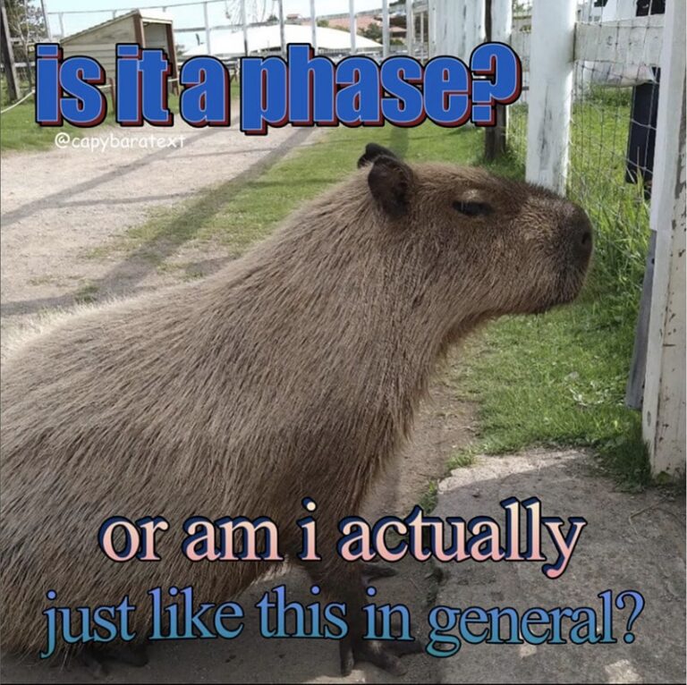 20 Capybara Memes To Make You Smile | Inspirationfeed