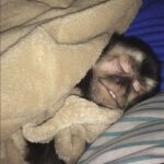 26 Hilarious Monkey Memes You Can't Resist Laughing At | Inspirationfeed