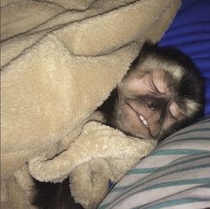 26 Hilarious Monkey Memes You Can't Resist Laughing At | Inspirationfeed