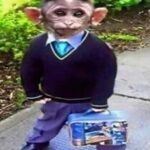 26 Hilarious Monkey Memes You Can't Resist Laughing At | Inspirationfeed