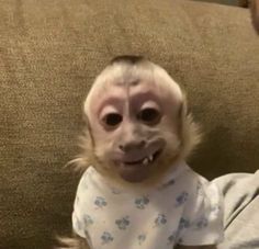 26 Hilarious Monkey Memes You Can't Resist Laughing At | Inspirationfeed