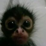 26 Hilarious Monkey Memes You Can't Resist Laughing At | Inspirationfeed
