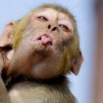 26 Hilarious Monkey Memes You Can't Resist Laughing At | Inspirationfeed
