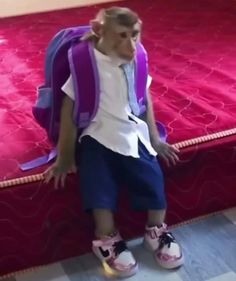 26 Hilarious Monkey Memes You Can't Resist Laughing At | Inspirationfeed